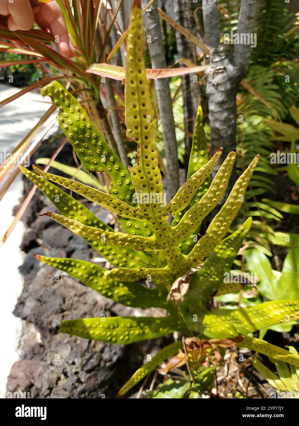 Musk Fern (Microsorum grossum Stock Photo - Alamy