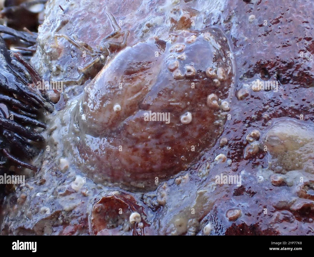 Common Atlantic Slippersnail (Crepidula fornicata Stock Photo - Alamy