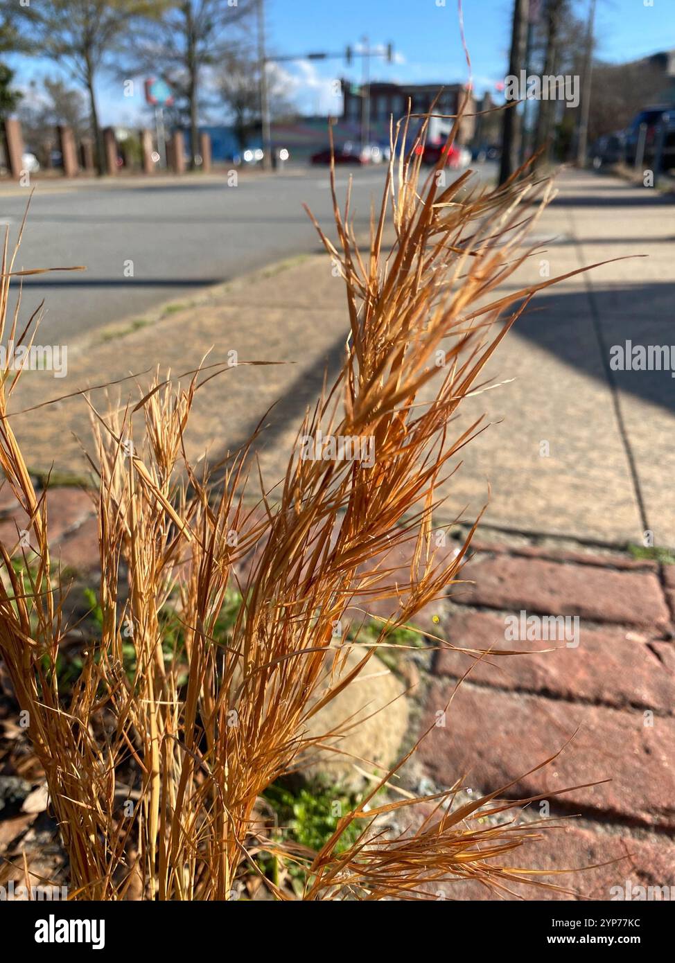 Broomsedge hi-res stock photography and images - Alamy