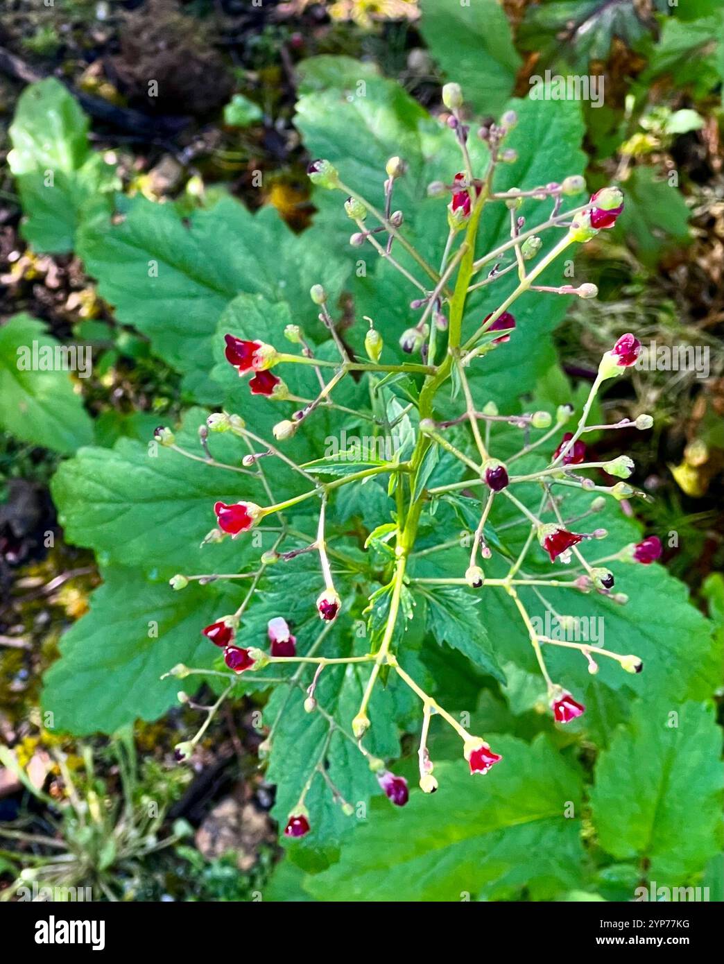 California beeplant (Scrophularia californica Stock Photo - Alamy
