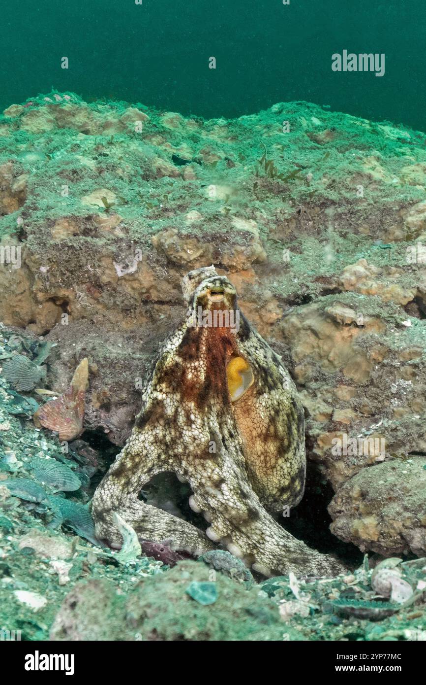 Underwater view reef in atlantic hi-res stock photography and images ...