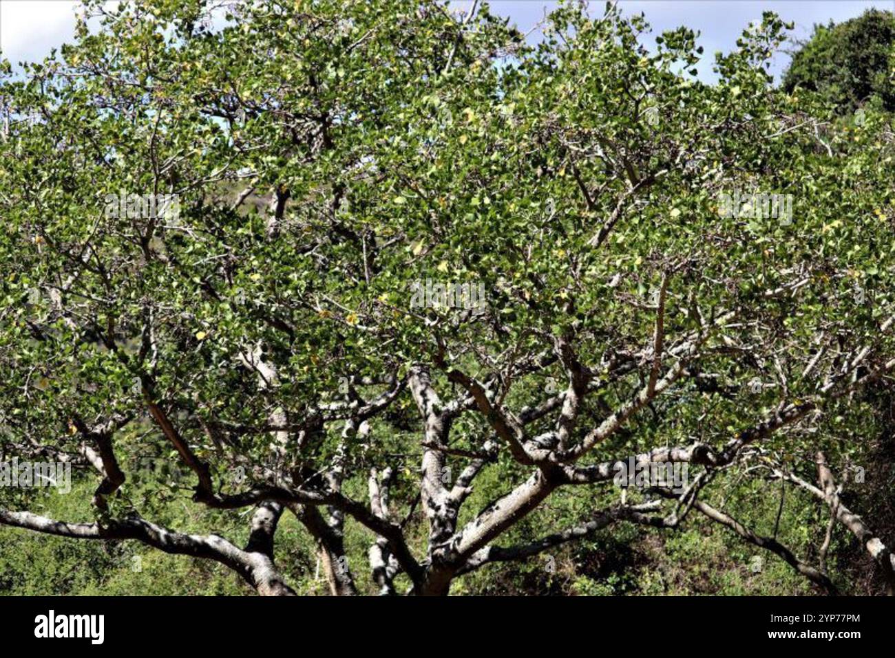 South African Coral Tree (Erythrina afra Stock Photo - Alamy