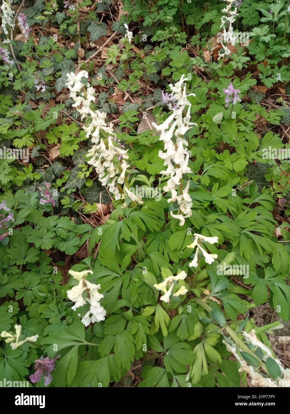 Hollowroot (Corydalis cava Stock Photo - Alamy