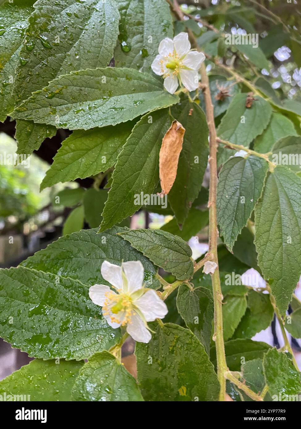 calabur tree (Muntingia calabura Stock Photo - Alamy