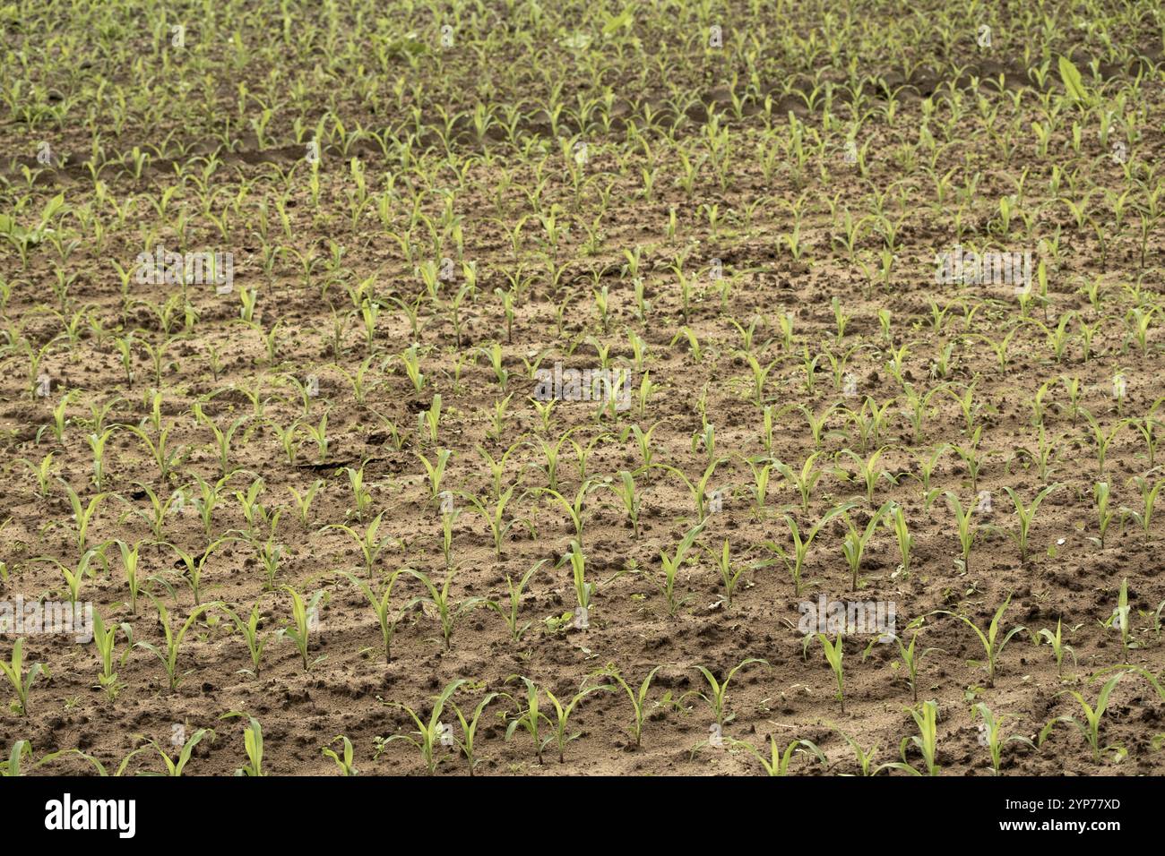 Maize monoculture, young plants in rows Stock Photo - Alamy