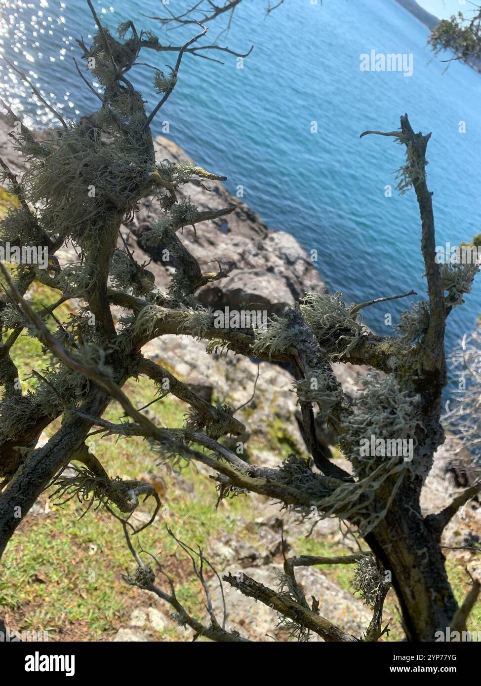 Powdery Sea-Fog Lichen (Niebla cephalota Stock Photo - Alamy