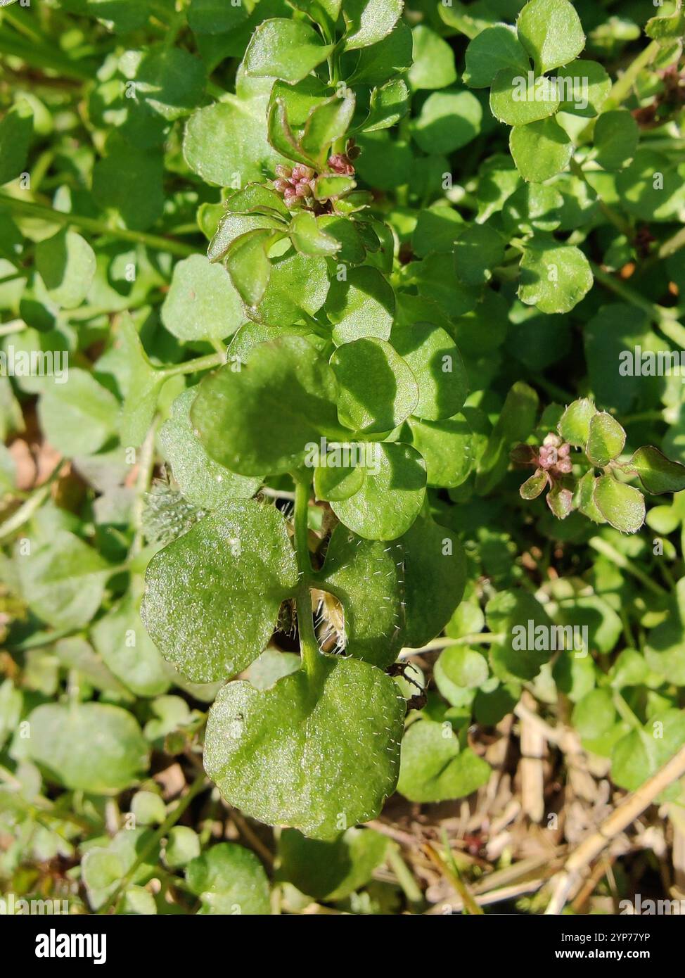 hairy bittercress (Cardamine hirsuta Stock Photo - Alamy