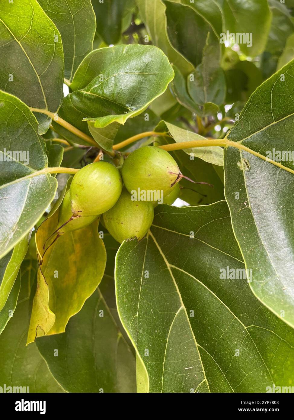Kerosene Tree (Cordia subcordata Stock Photo - Alamy
