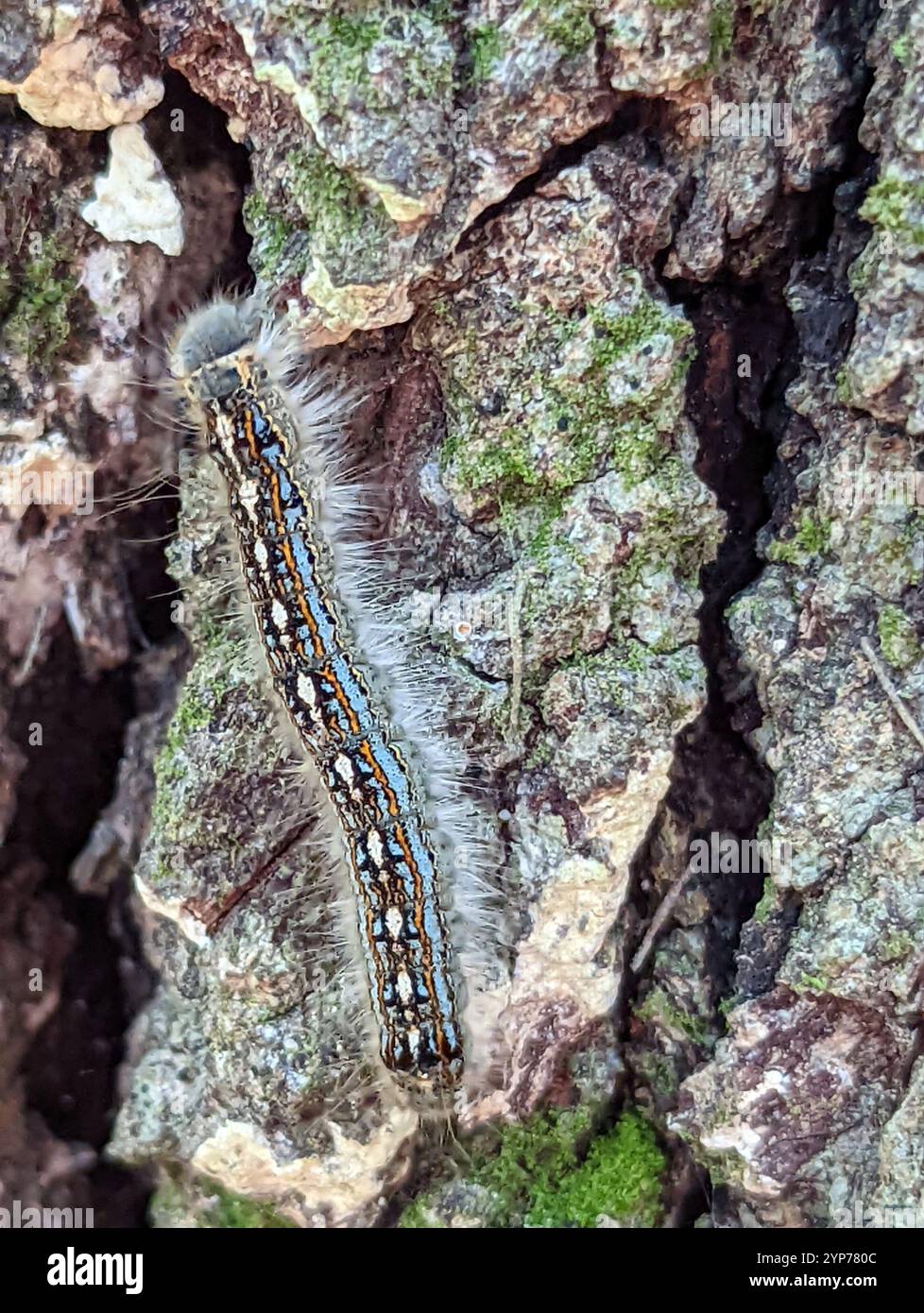 Forest Tent Caterpillar Moth (Malacosoma disstria Stock Photo - Alamy