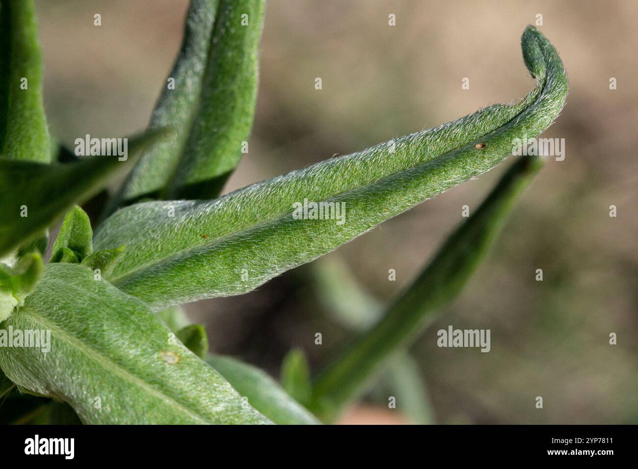 western stoneseed (Lithospermum ruderale Stock Photo - Alamy