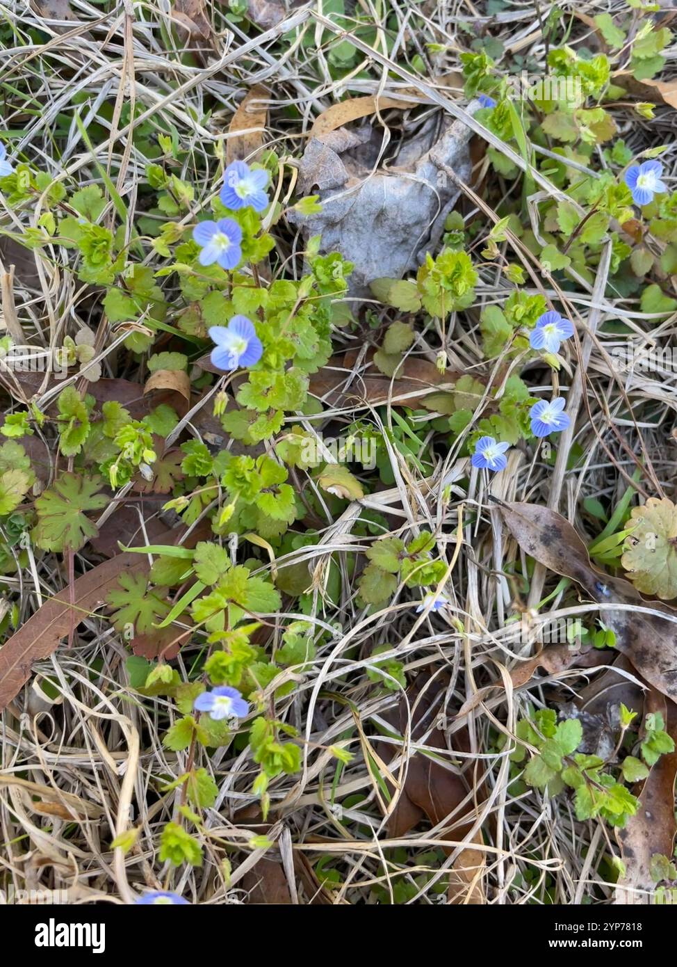 bird's-eye speedwell (Veronica persica Stock Photo - Alamy