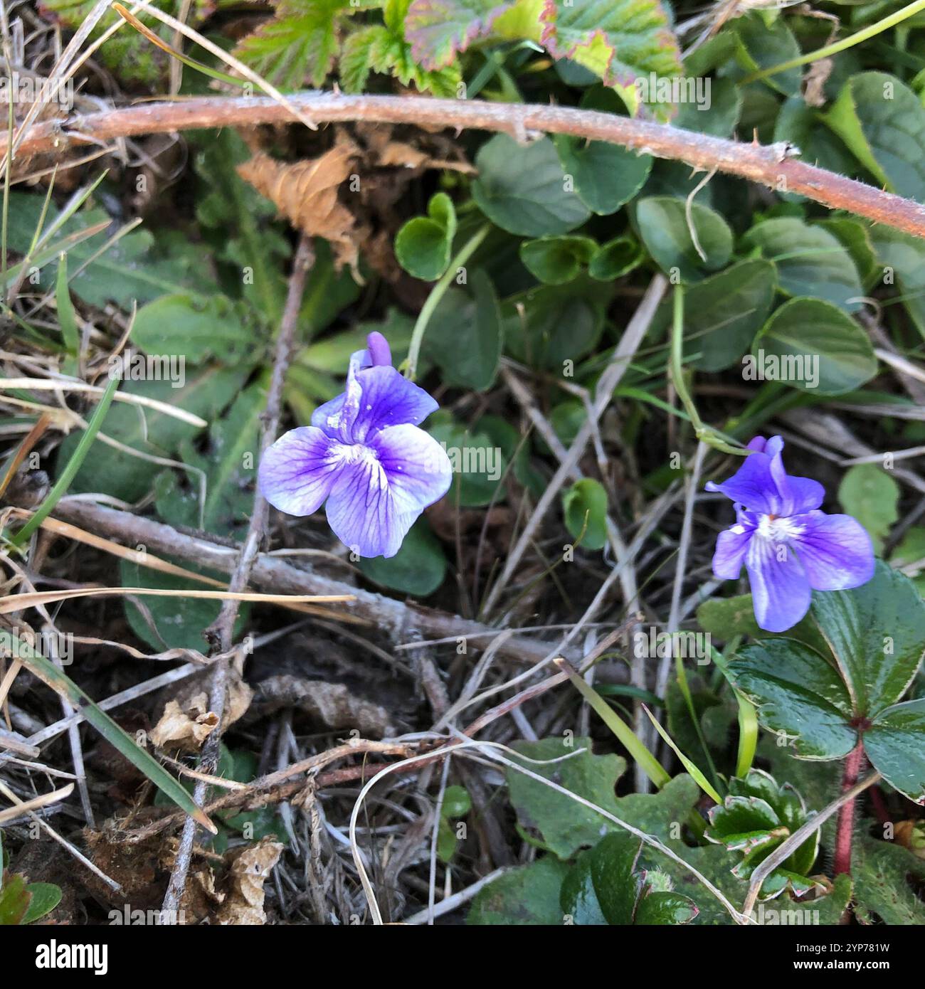hookedspur violet (Viola adunca Stock Photo - Alamy