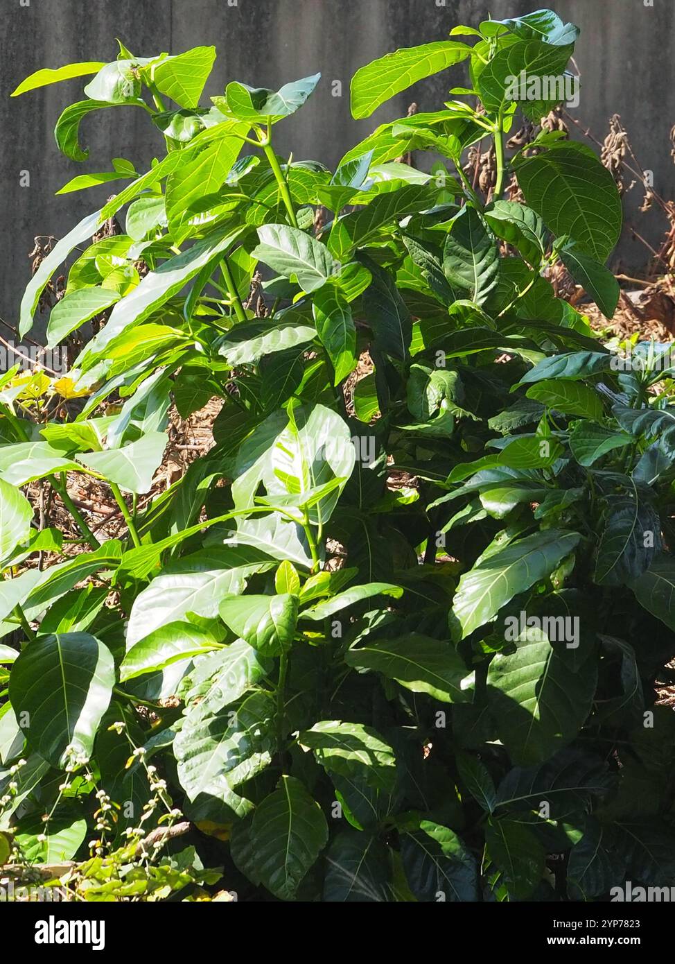 Hauili fig tree (Ficus septica Stock Photo - Alamy