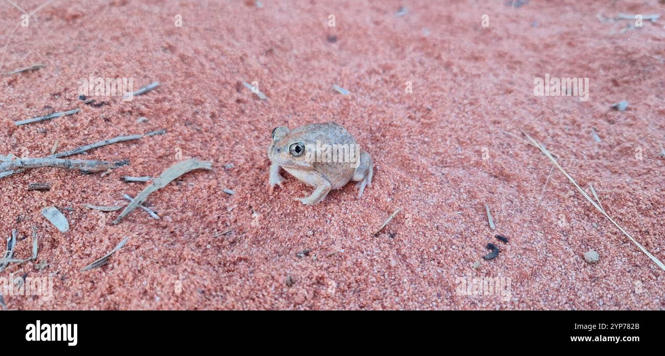 Trilling frog hi-res stock photography and images - Alamy