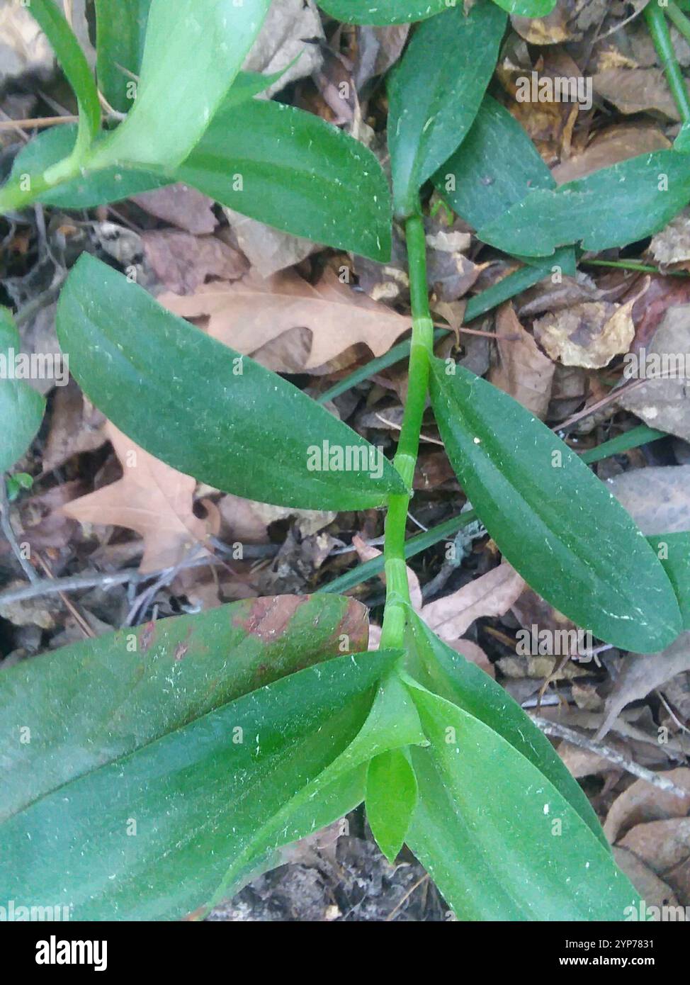 small-leaf spiderwort (Tradescantia fluminensis Stock Photo - Alamy