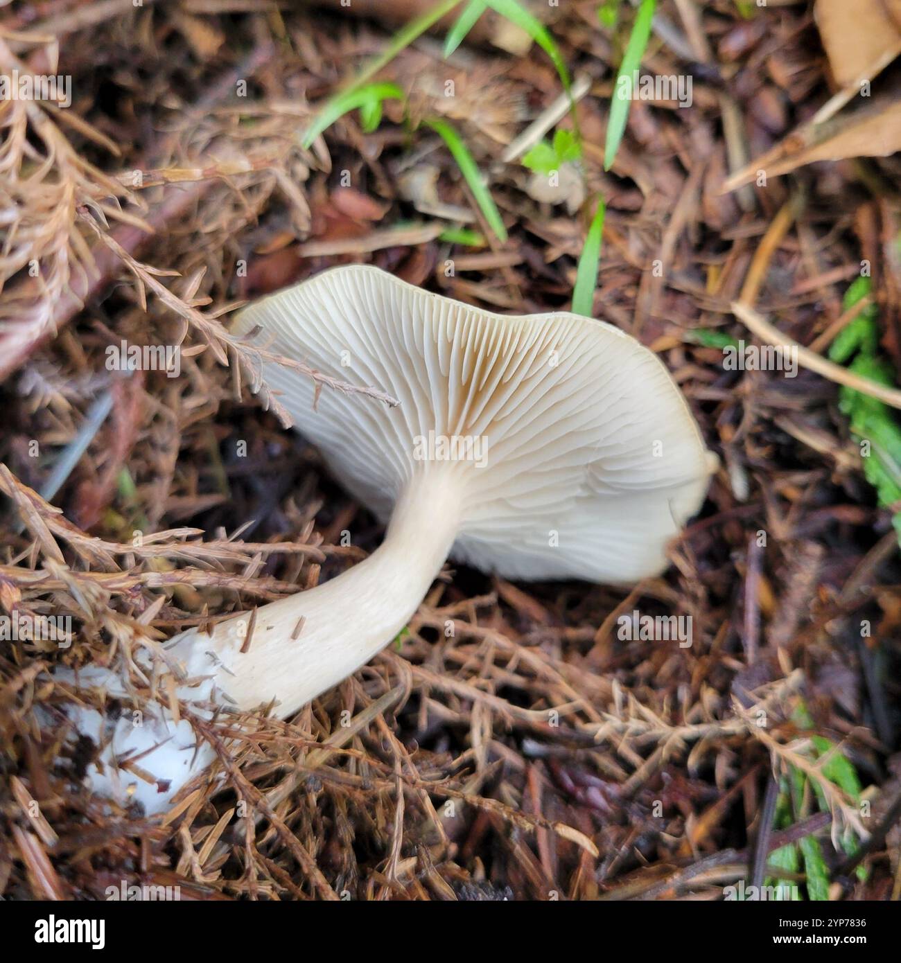 Fragrant Funnel (Clitocybe fragrans Stock Photo - Alamy