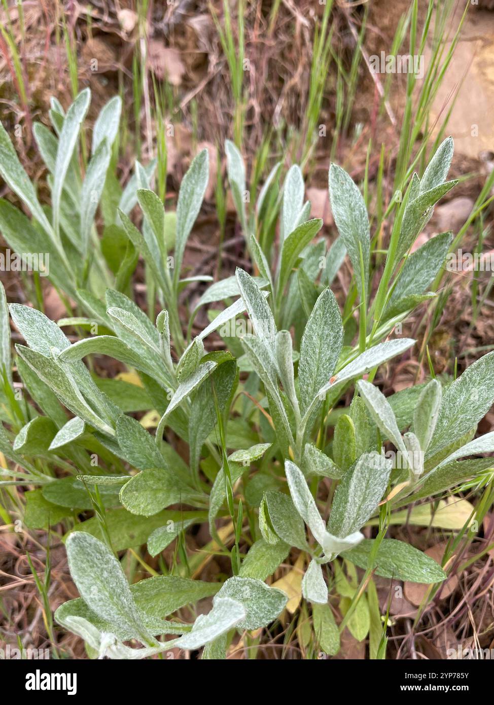 California Aster (Corethrogyne filaginifolia Stock Photo - Alamy