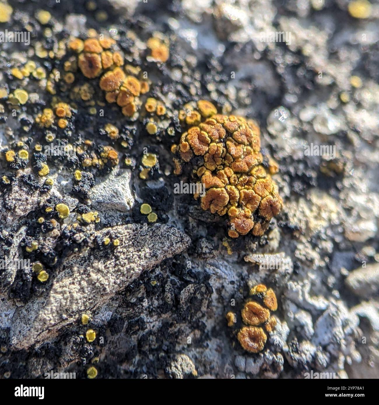 common lichens (Lecanoromycetes Stock Photo - Alamy