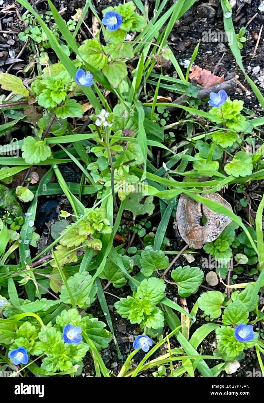 bird's-eye speedwell (Veronica persica Stock Photo - Alamy