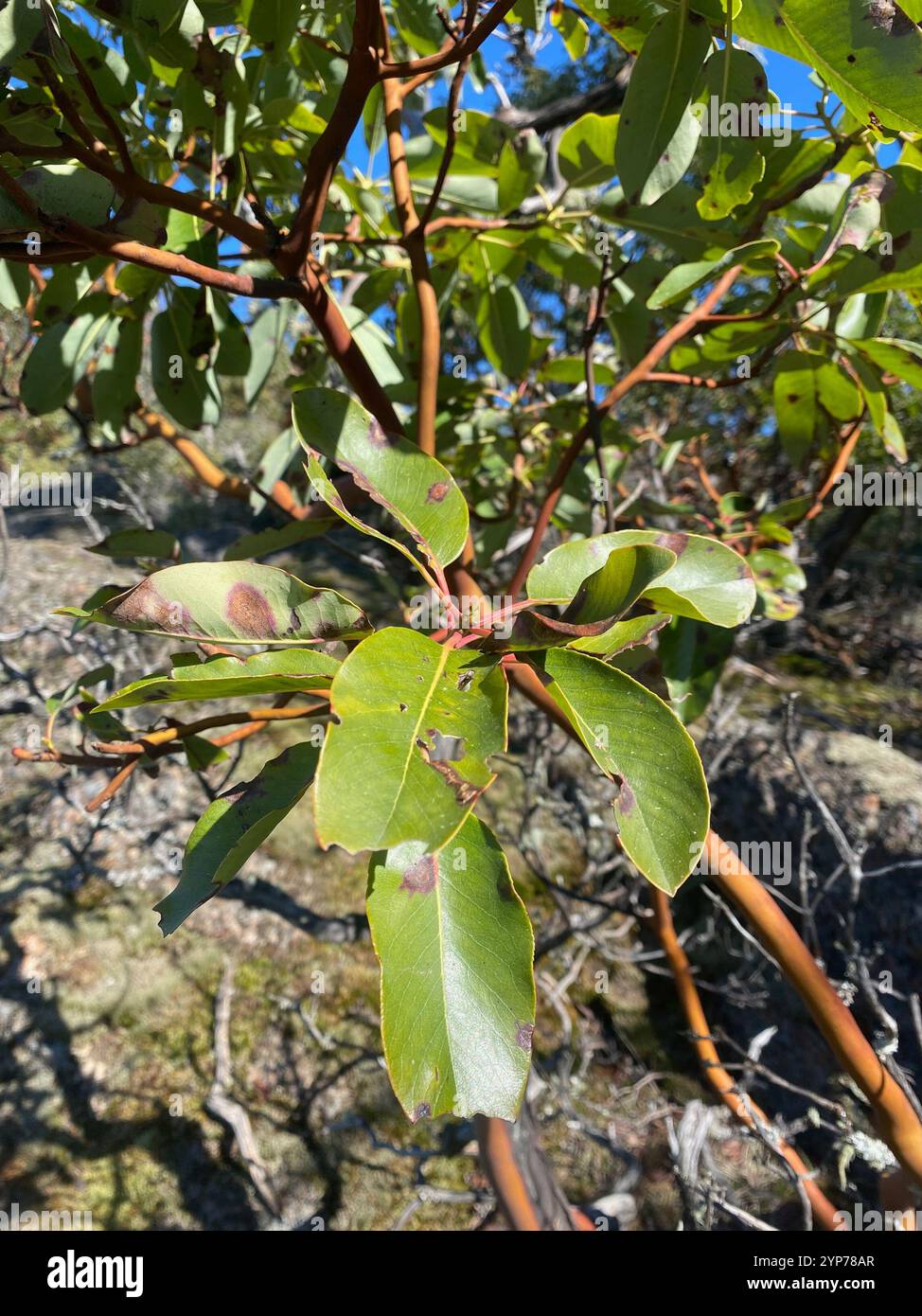 Pacific madrone (Arbutus menziesii Stock Photo - Alamy
