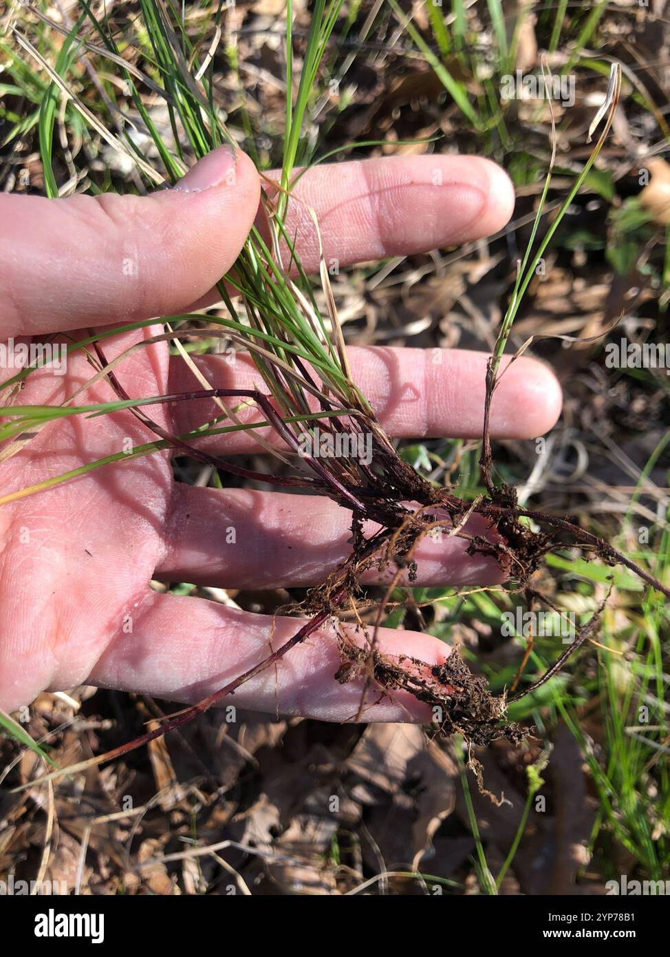 Slender Oak Sedge (Carex albicans australis Stock Photo - Alamy