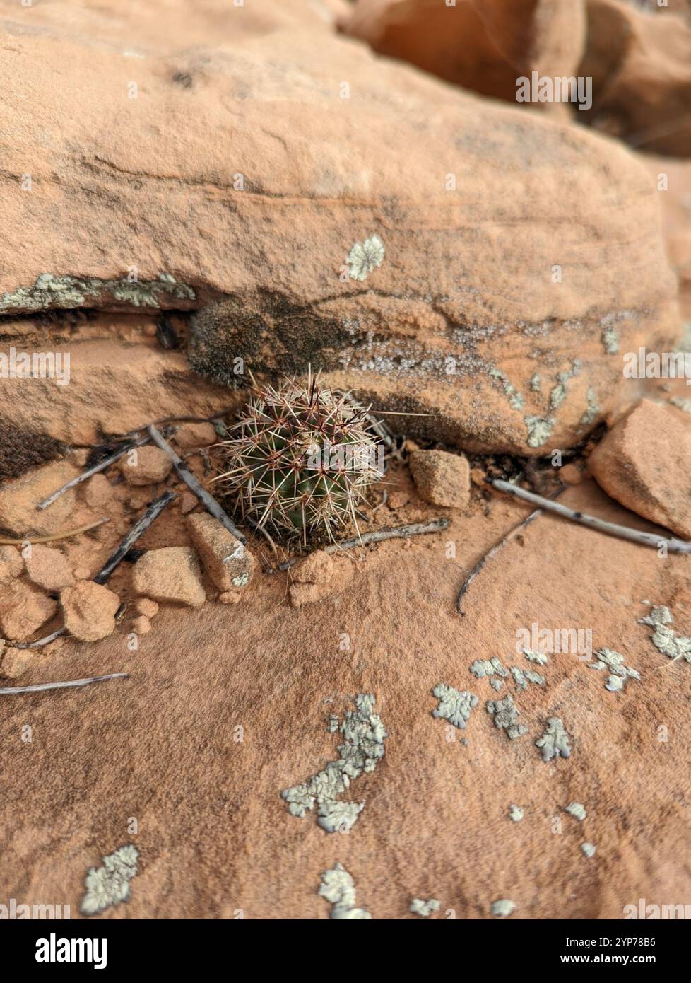 globular cacti, moonlight cacti, torch cacti, and allies (Cactoideae ...