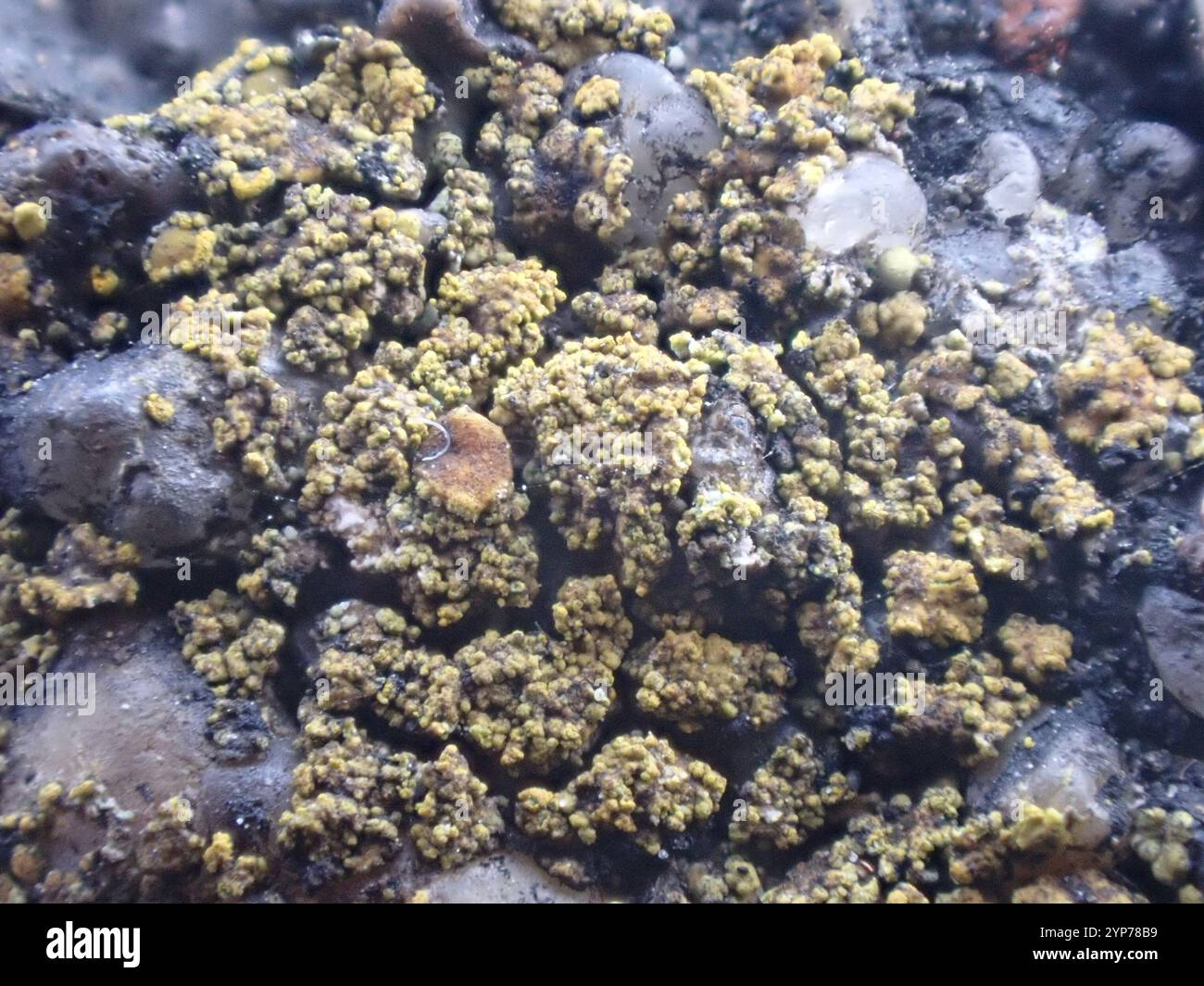 common lichens (Lecanoromycetes Stock Photo - Alamy