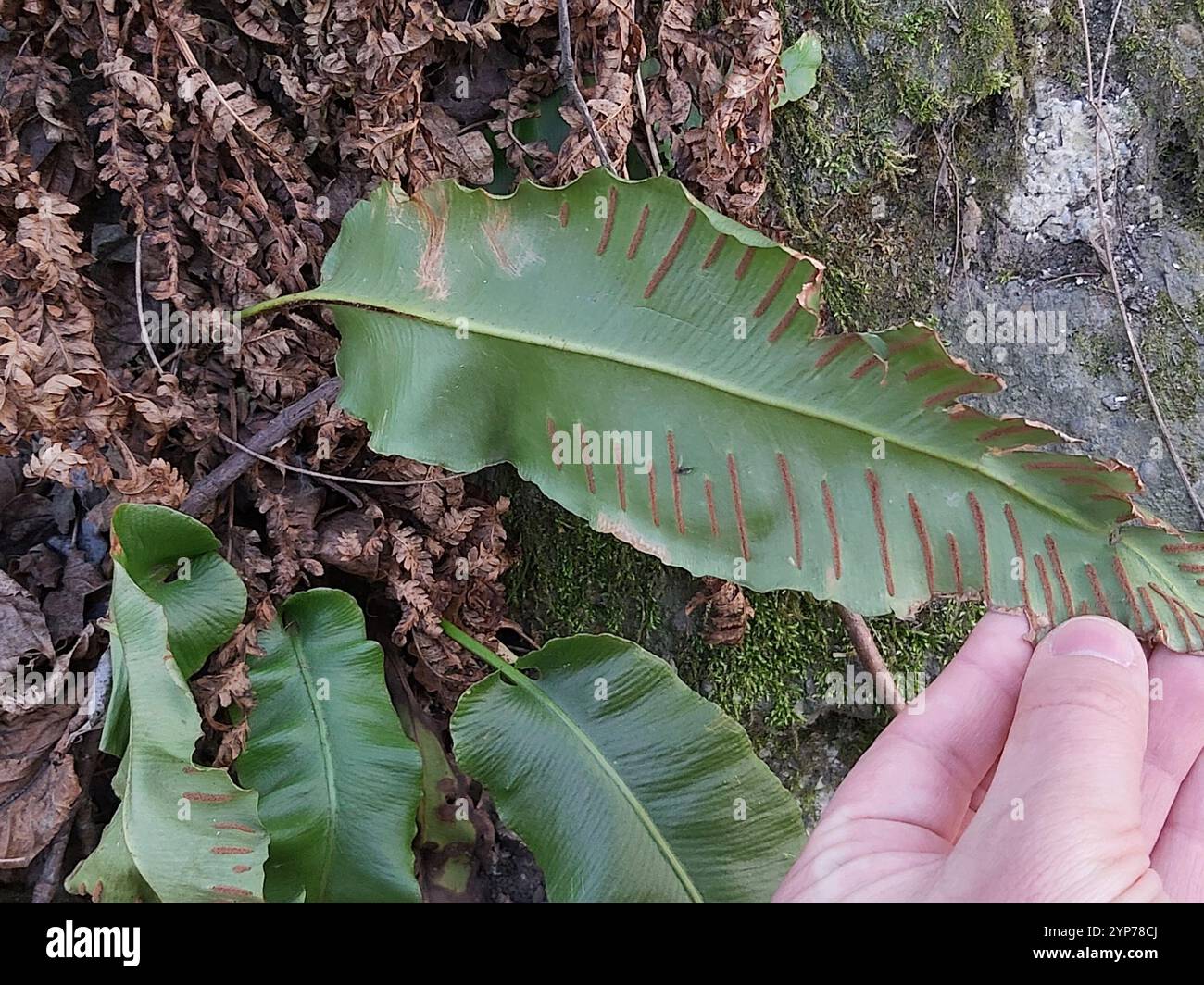 Hart's-tongue fern (Asplenium scolopendrium Stock Photo - Alamy
