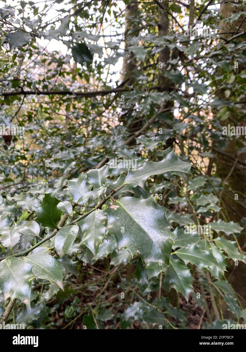 European holly (Ilex aquifolium Stock Photo - Alamy