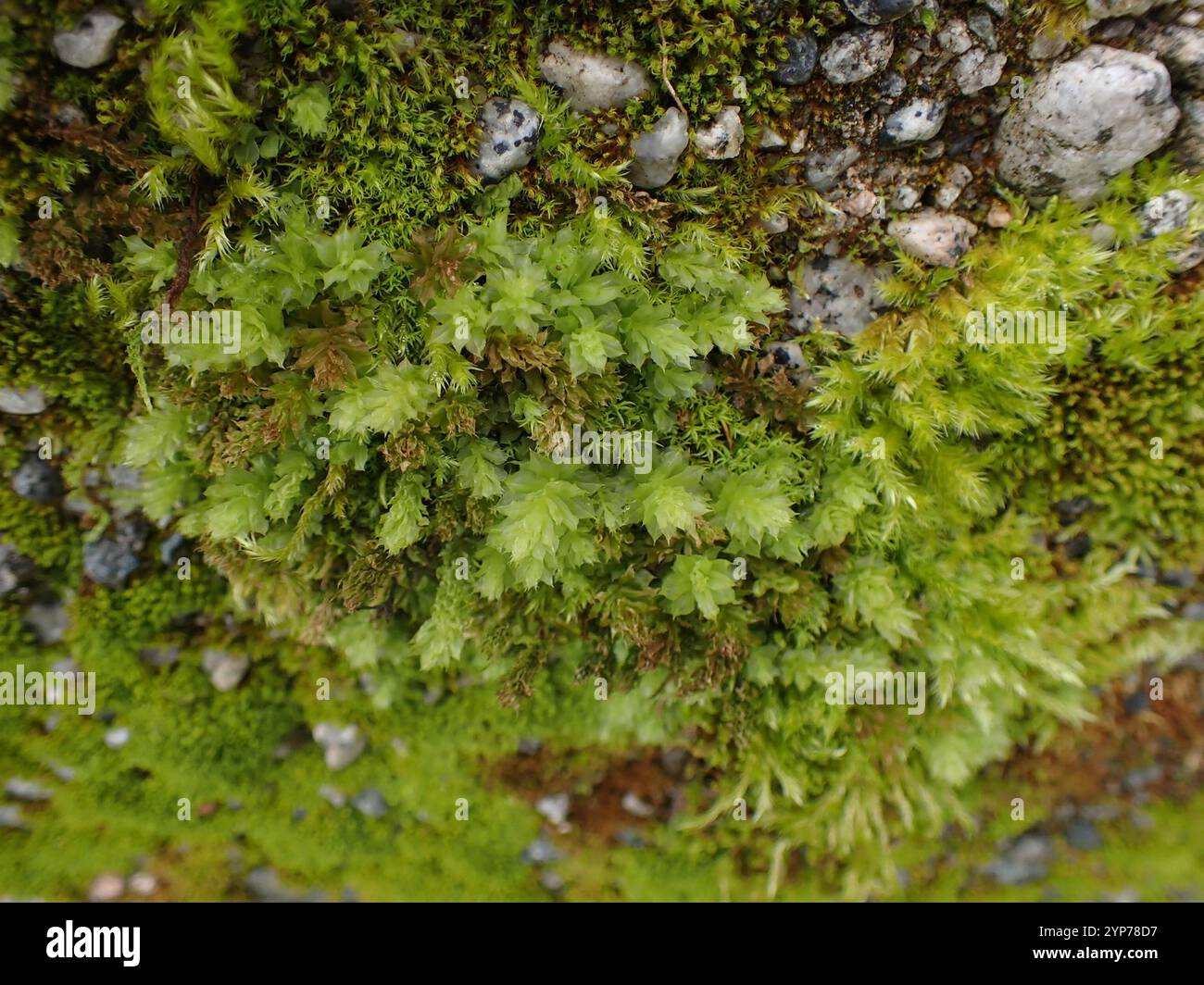 magnificent leafy moss (Plagiomnium venustum Stock Photo - Alamy