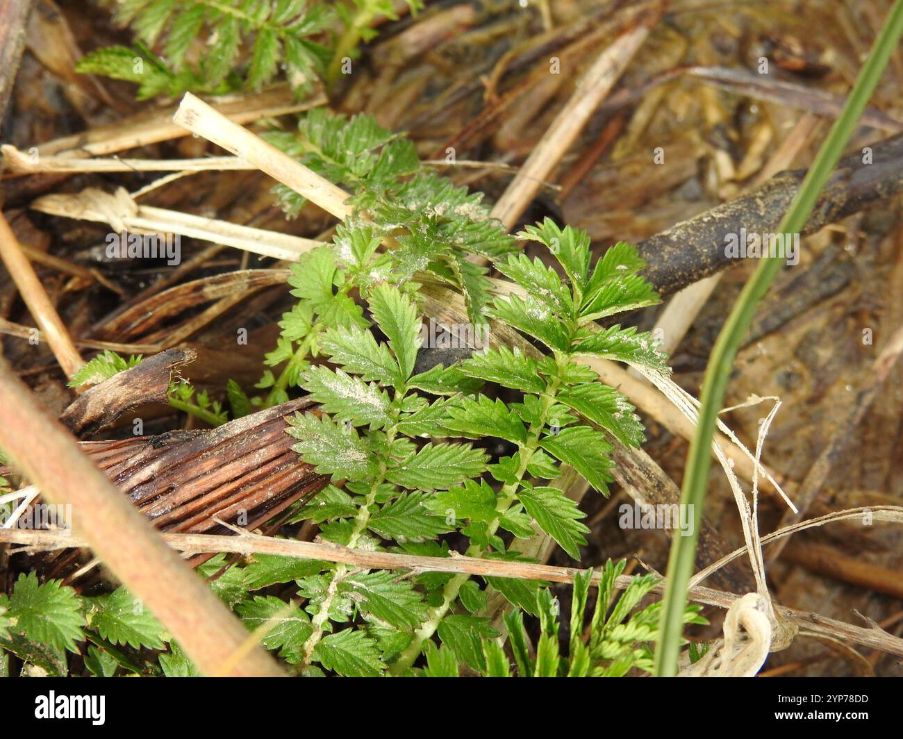 swamp agrimony (Agrimonia parviflora Stock Photo - Alamy
