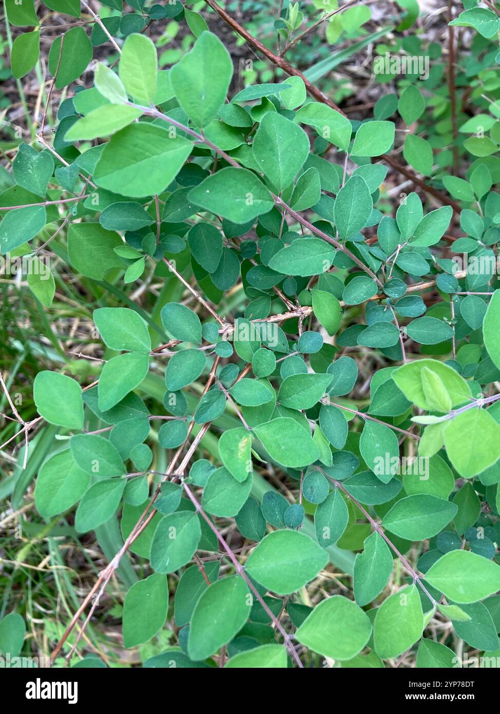 coralberry (Symphoricarpos orbiculatus Stock Photo - Alamy