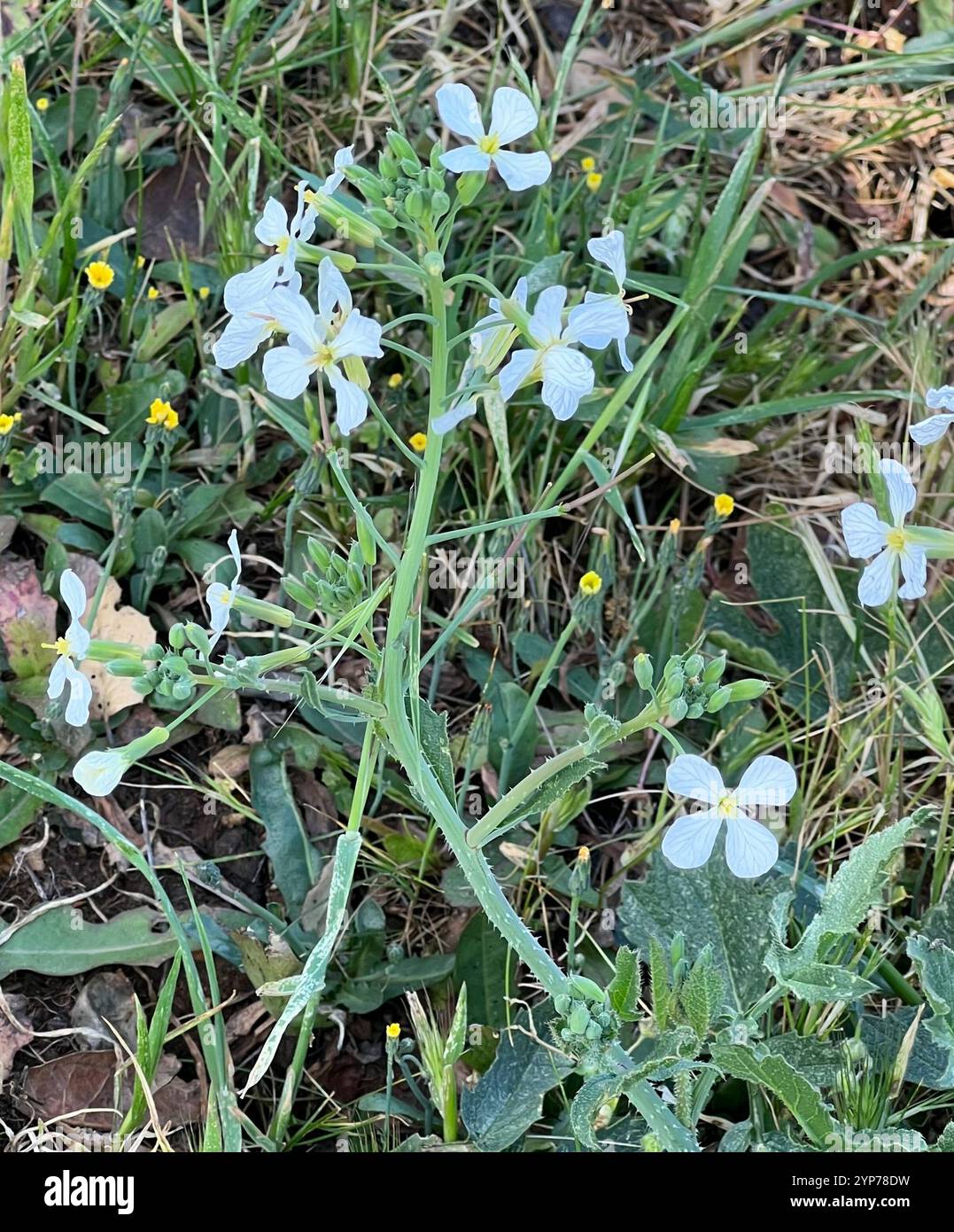 garden radish (Raphanus raphanistrum sativus Stock Photo - Alamy