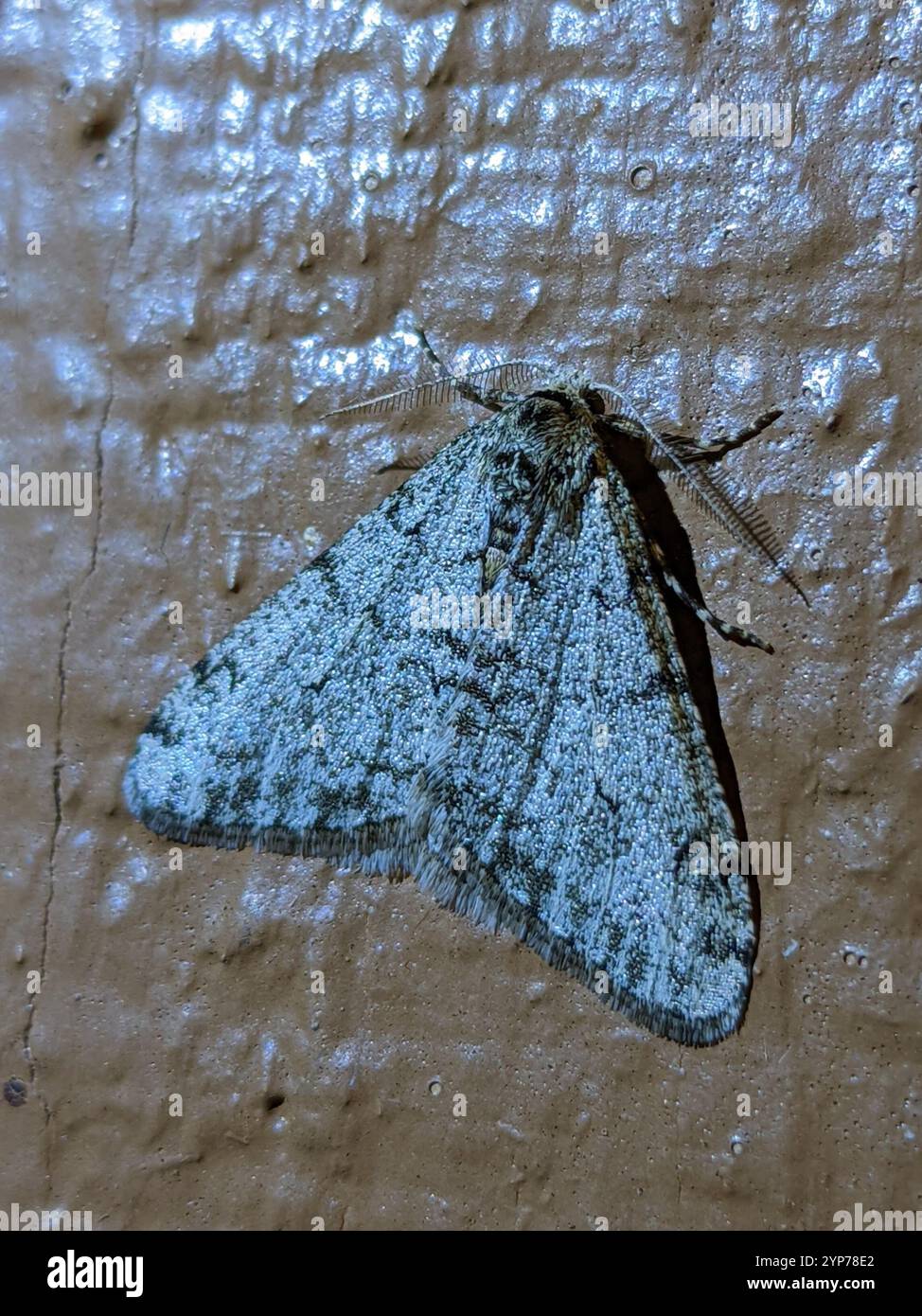 Small Phigalia Moth (Phigalia strigataria Stock Photo - Alamy