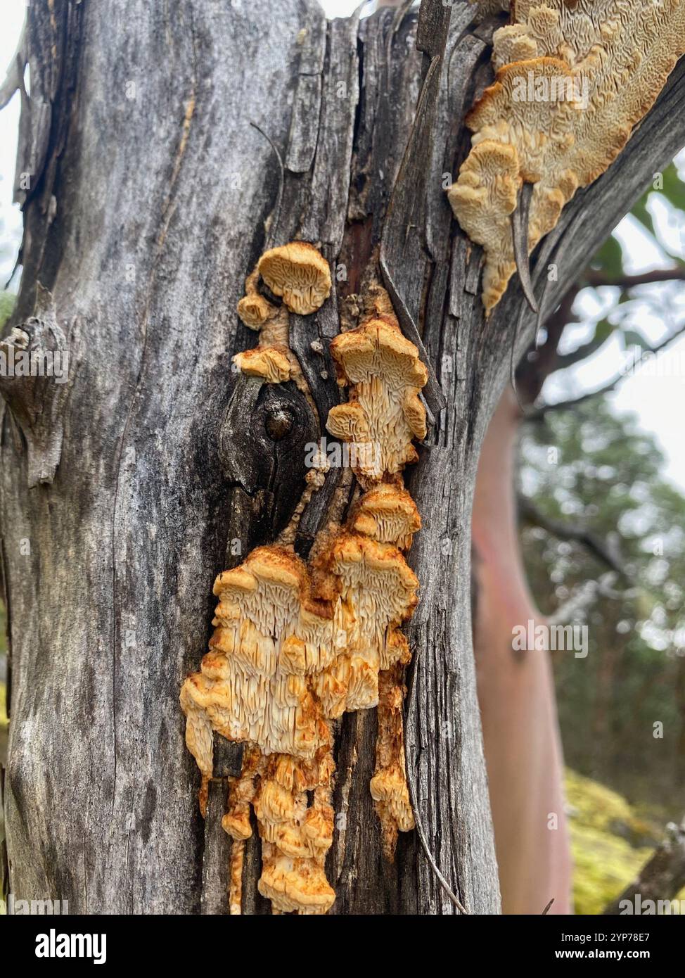 bracket polypores (Fomitopsidaceae Stock Photo - Alamy