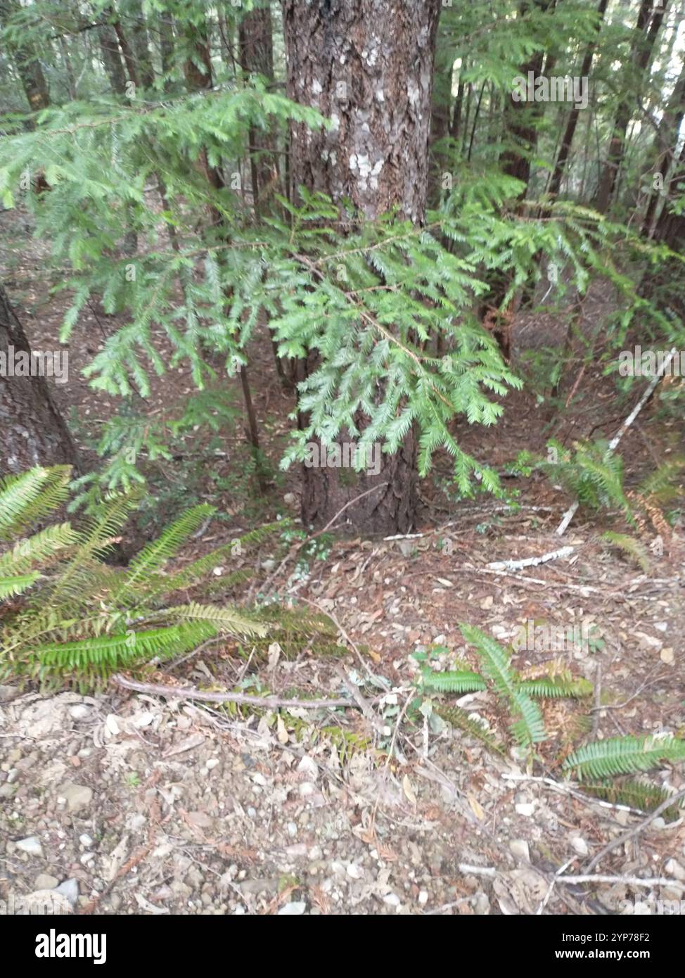 coast redwood (Sequoia sempervirens Stock Photo - Alamy