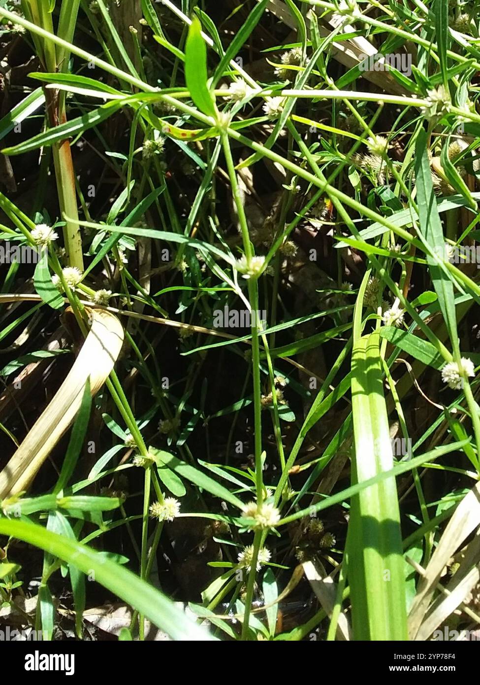 Lesser Joyweed (Alternanthera denticulata Stock Photo - Alamy