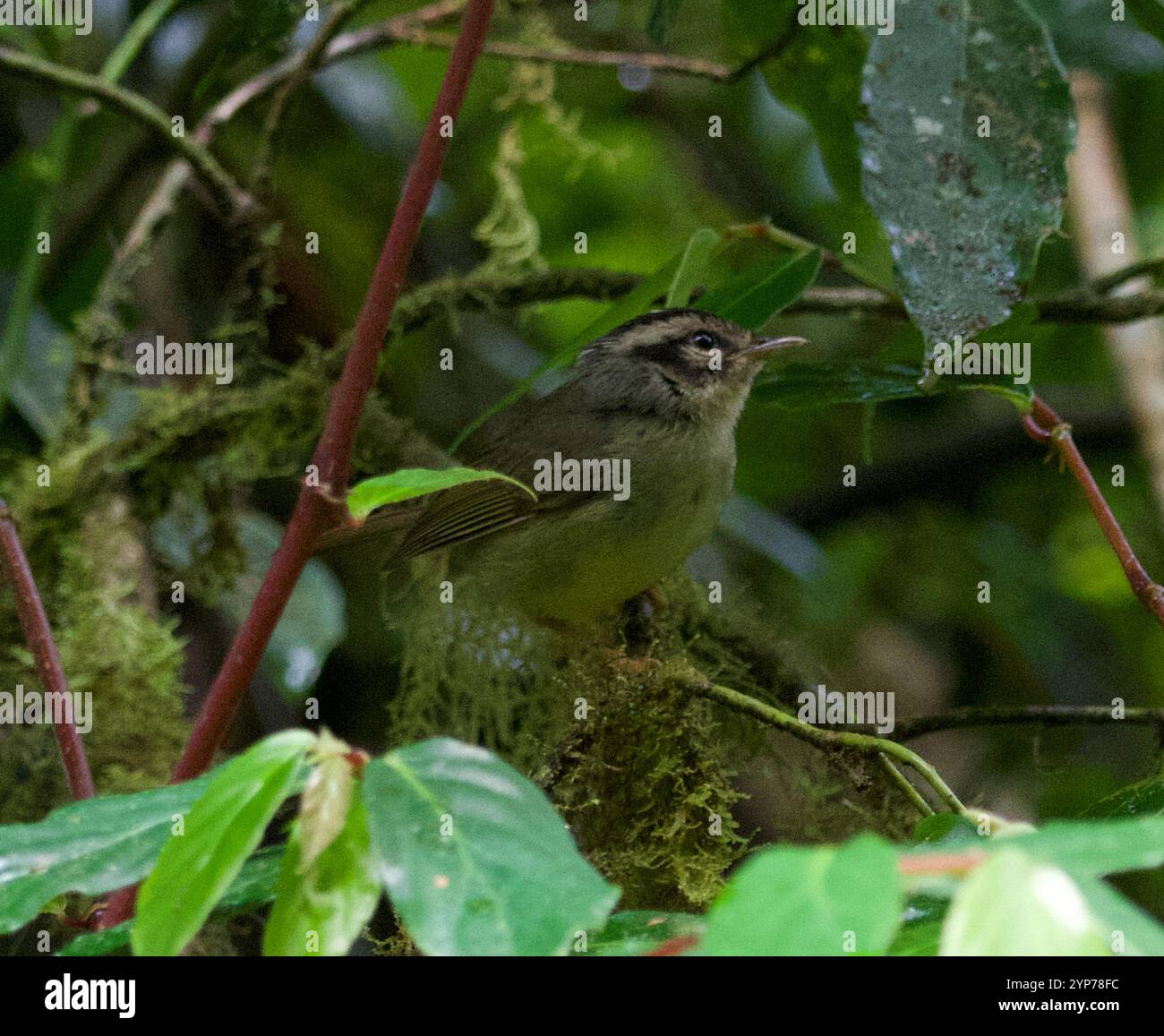 Costa Rican Warbler (Basileuterus melanotis Stock Photo - Alamy