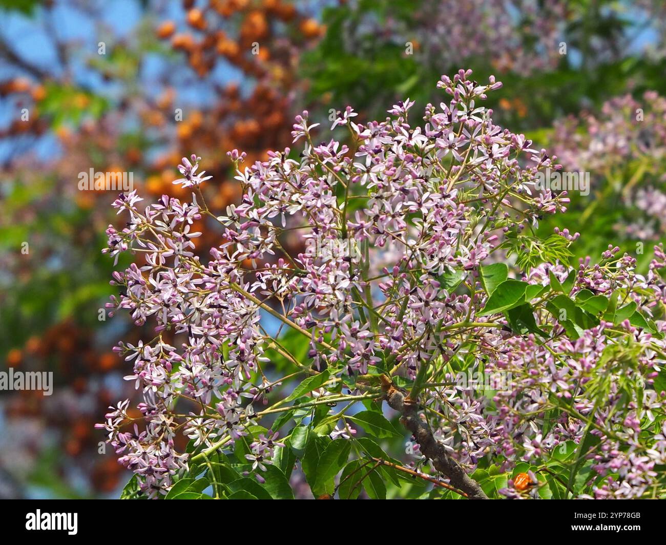 Chinaberry (Melia azedarach Stock Photo - Alamy