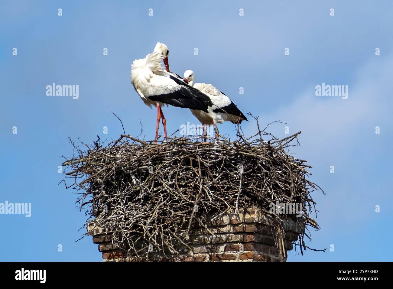 Stork in a nest on an old brick chimney Stock Photo - Alamy