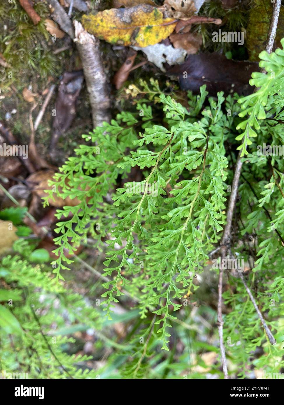Lindsaea viridis hi-res stock photography and images - Alamy