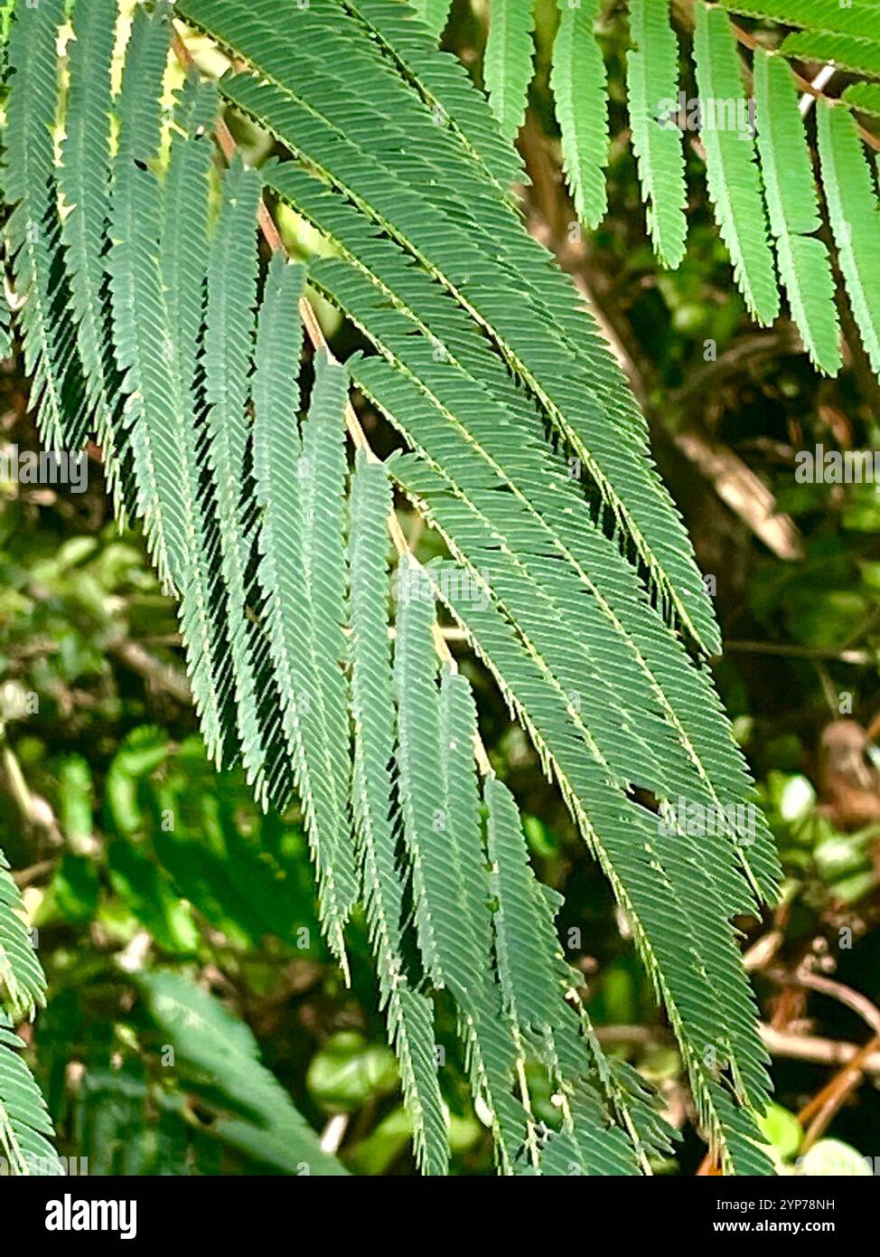 Scarlet powder hi-res stock photography and images - Alamy