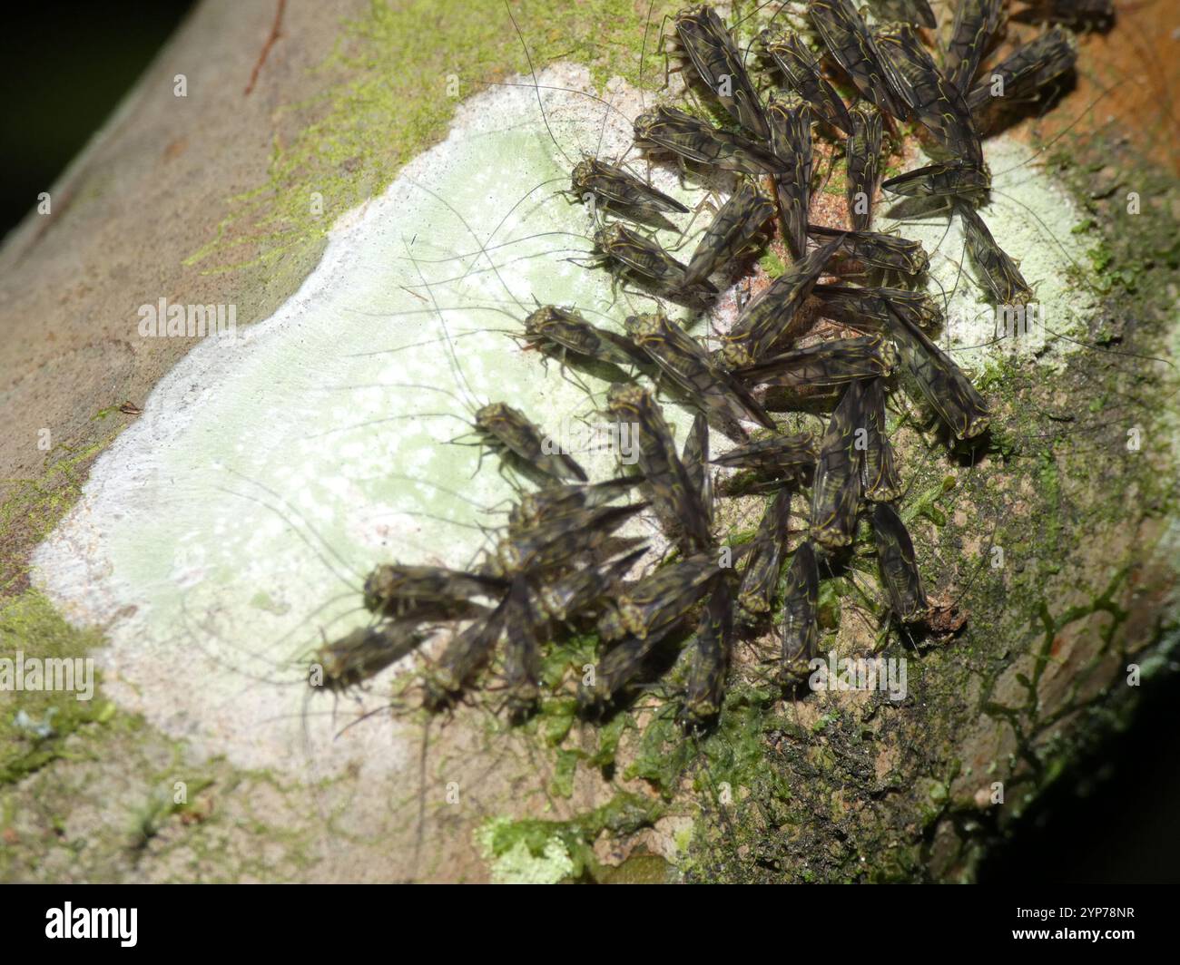 Barklice, Booklice, and Parasitic Lice (Psocodea Stock Photo - Alamy
