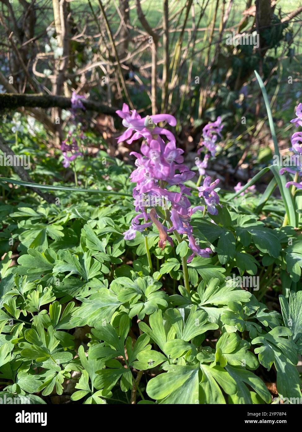 Hollowroot (Corydalis cava Stock Photo - Alamy