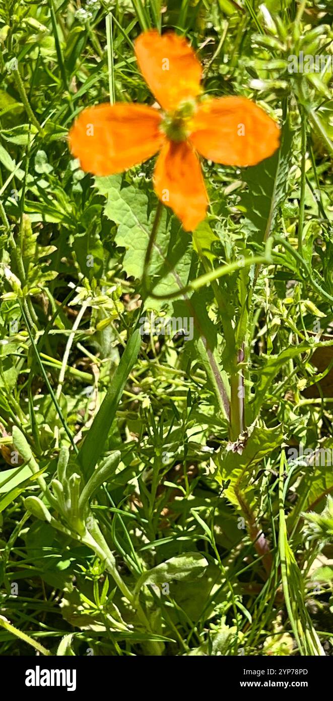 fire poppy (Papaver californicum Stock Photo - Alamy