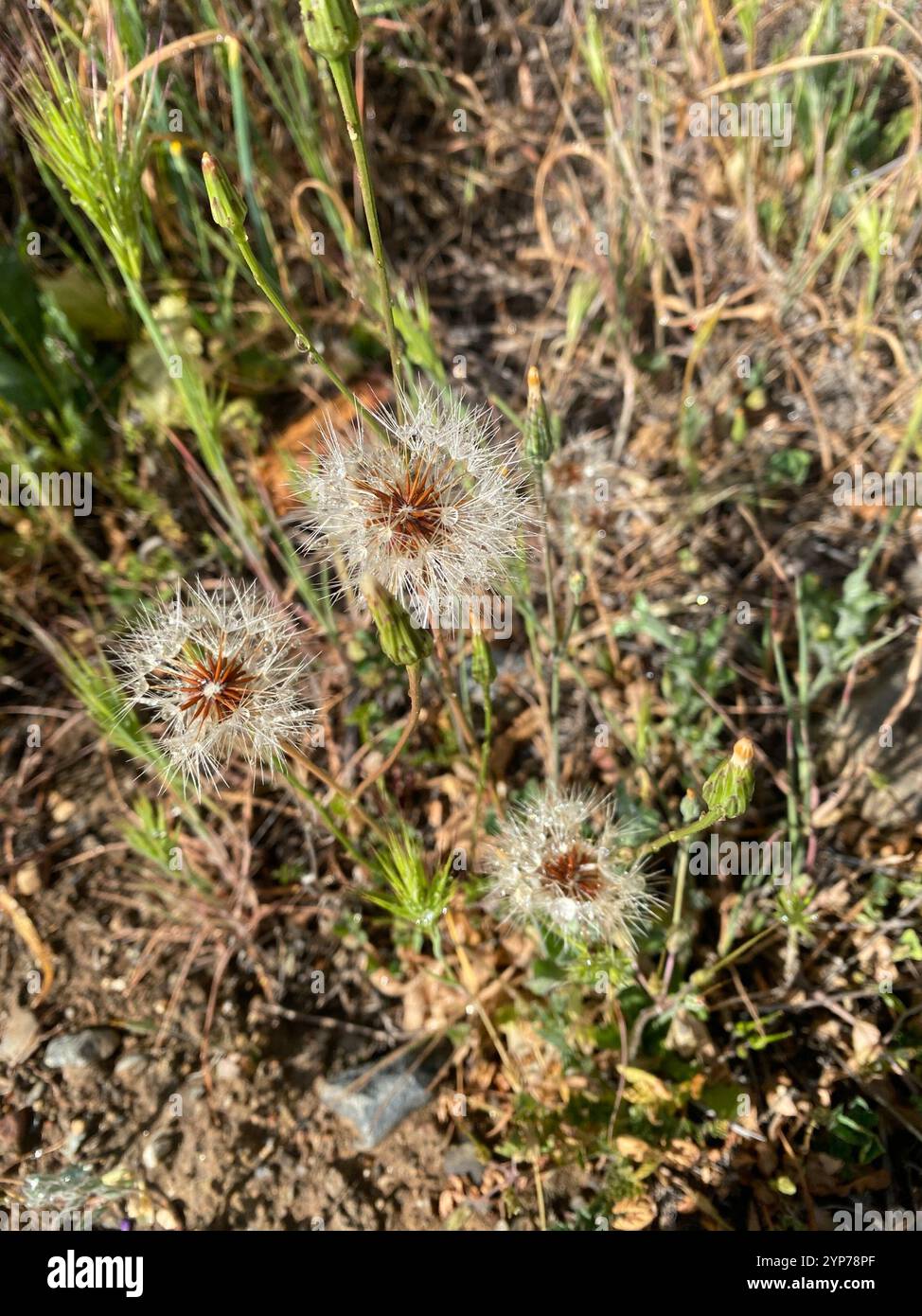 Smooth Cat's Ear (Hypochaeris glabra Stock Photo - Alamy