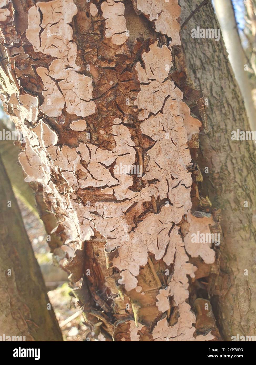 Broadleaf Bleeding-crust (Stereum rugosum Stock Photo - Alamy