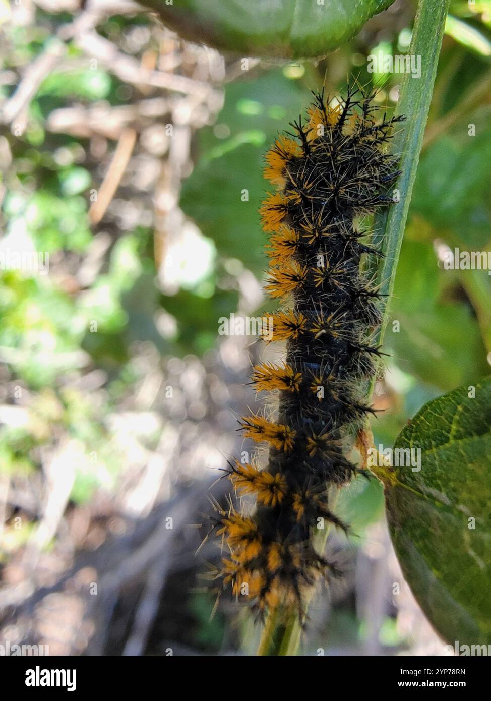 Western Sheep Moth (Hemileuca eglanterina Stock Photo - Alamy