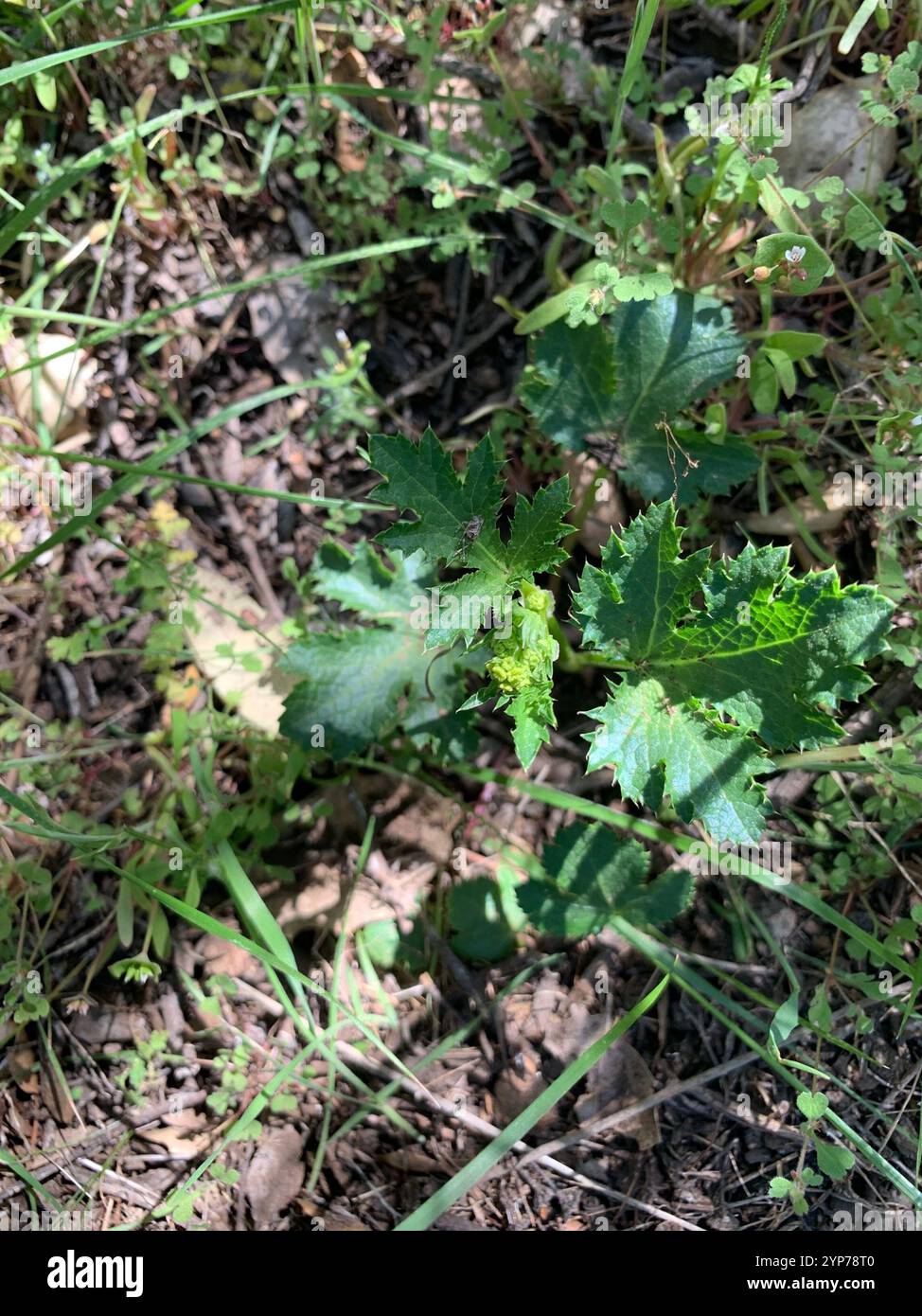 Pacific Sanicle (Sanicula crassicaulis Stock Photo - Alamy