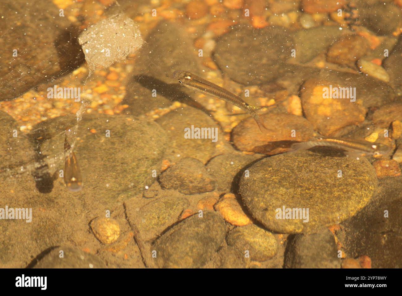 Striped Panchax (Aplocheilus lineatus Stock Photo - Alamy